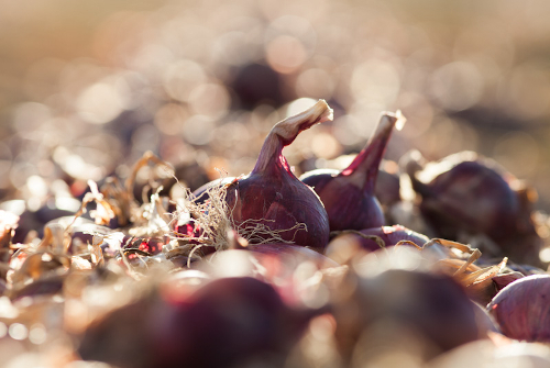 NZ onion growers New Zealand onions exporters