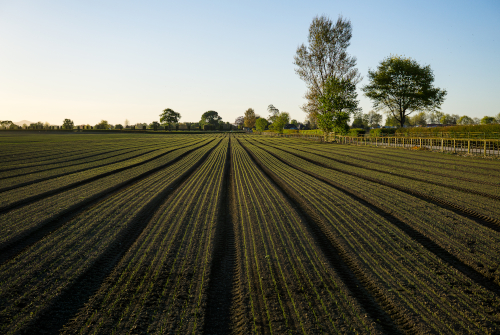 NZ onion growers New Zealand onions exporters