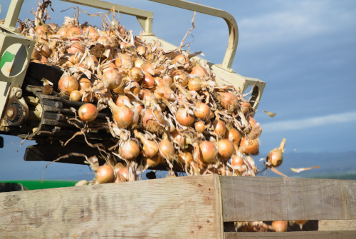 NZ onion growers New Zealand onions exporters