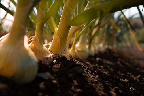 NZ onion growers New Zealand onions exporters